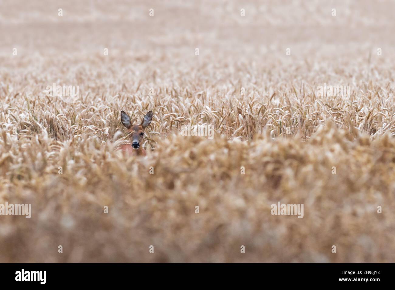 A deer stands hi-res stock photography and images - Alamy