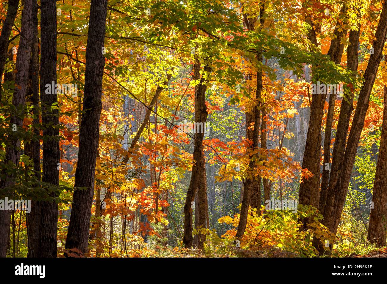 Autumn colors in north woods near Big Bay, Upper Peninsula, late ...