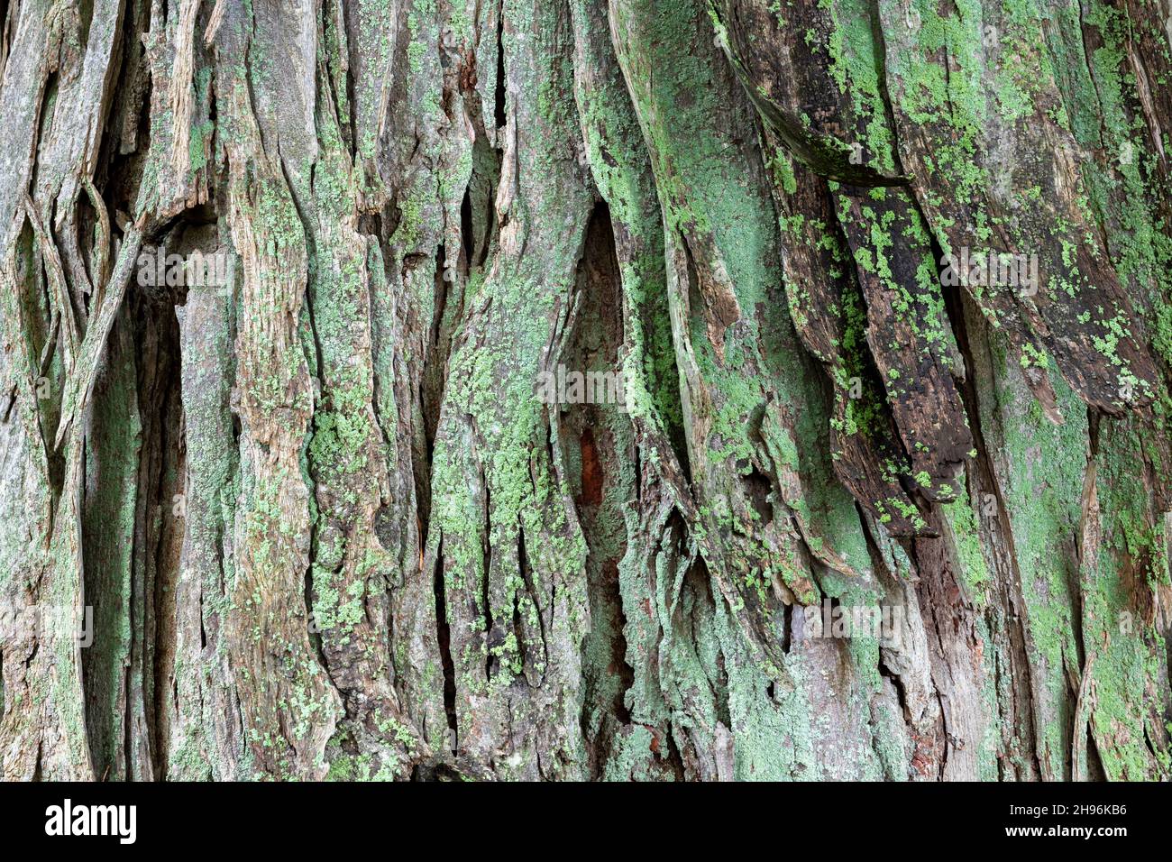 Shagbark hickory (Carya ovata), native tree, Eastern United States, by ...