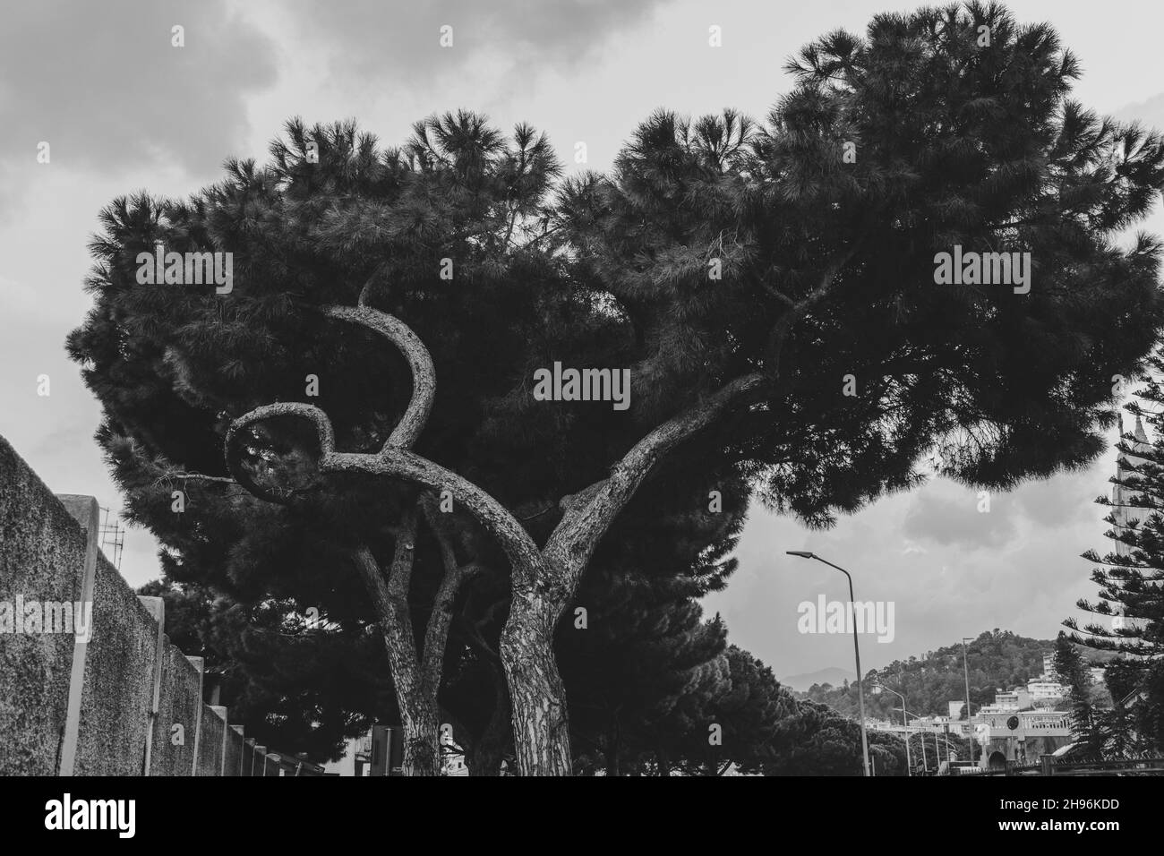 Grayscale shot of a big growing tree Stock Photo - Alamy