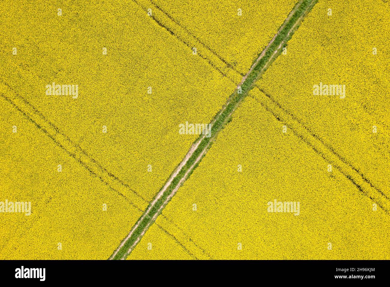 Top down aerial view of yellow colza field crossed by road Stock Photo ...