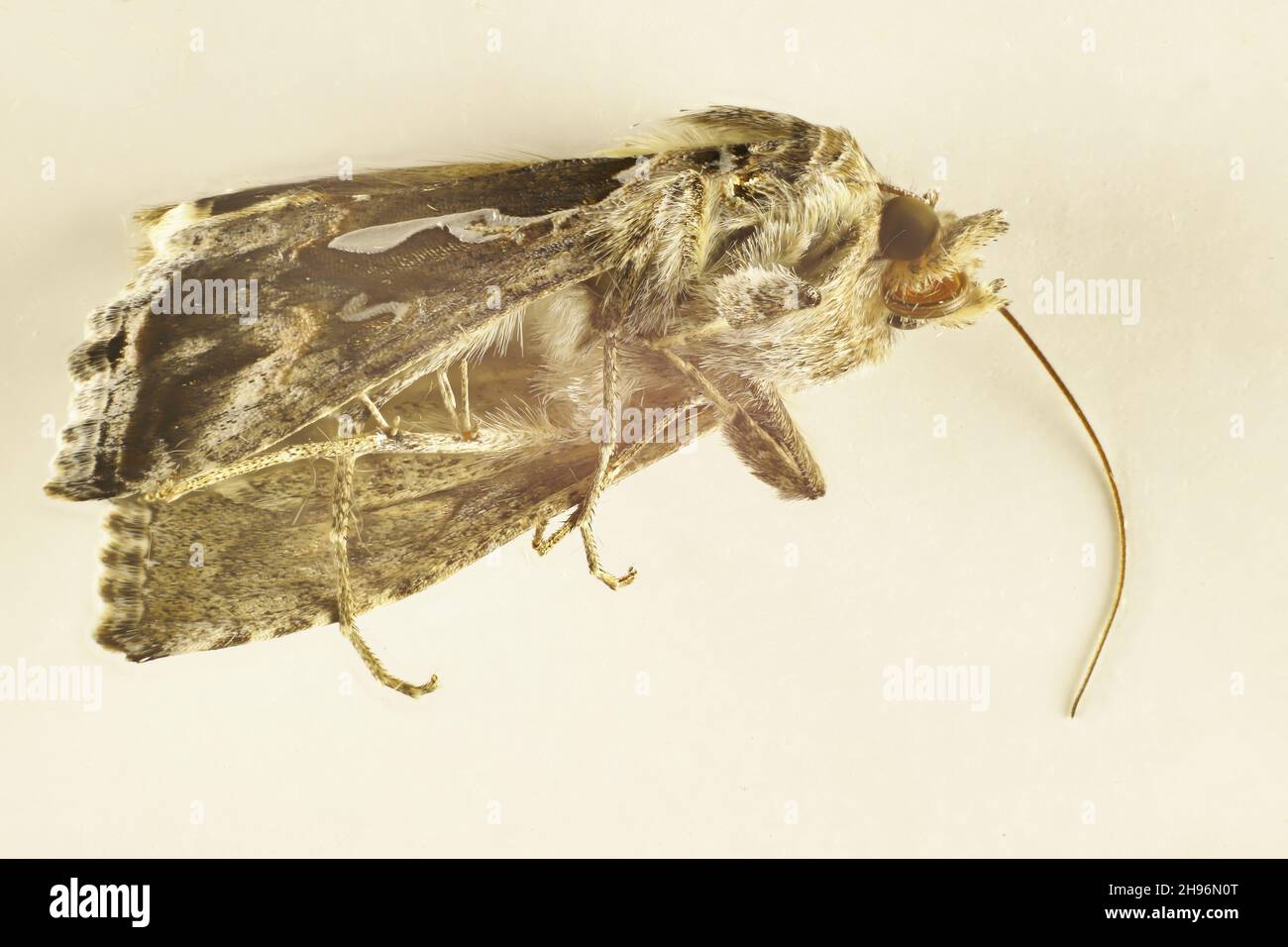 Australian moth hi-res stock photography and images - Alamy