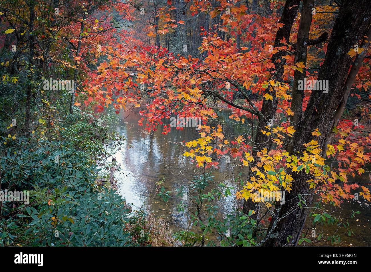 October 28, 2021: Brilliant late autumn colors highlight the Linville ...