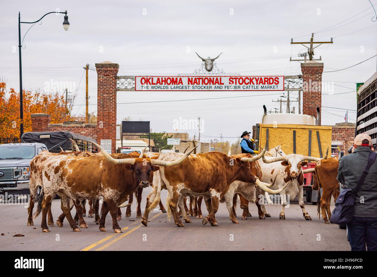 Oklahoma, DEC 4, 2021 - Longhorn walking in the Cowboy Christmas Parade ...