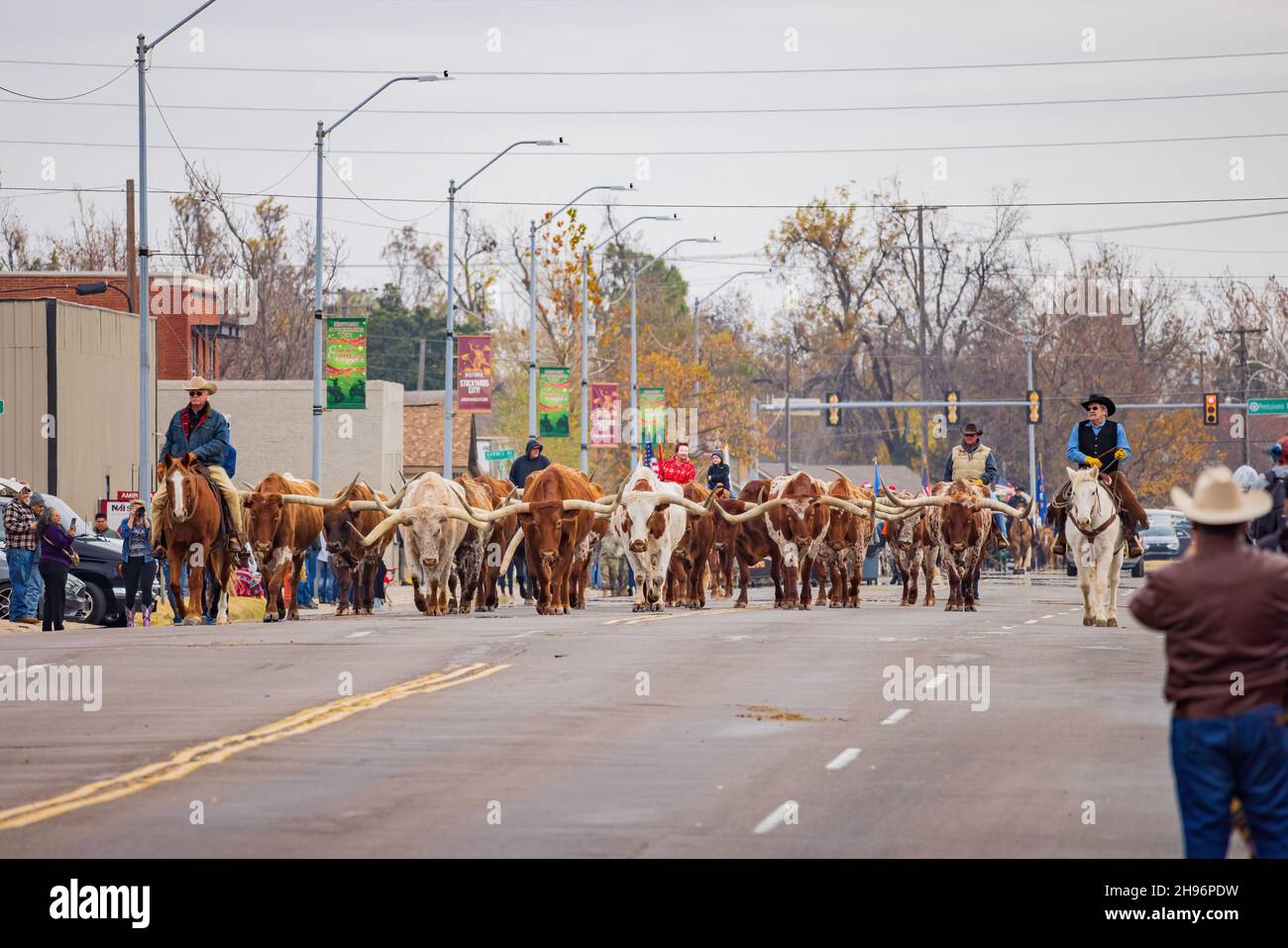Oklahoma, DEC 4, 2021 - Longhorn walking in the Cowboy Christmas Parade ...