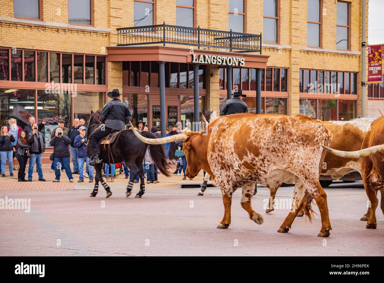 Oklahoma, DEC 4, 2021 - Longhorn walking in the Cowboy Christmas Parade ...