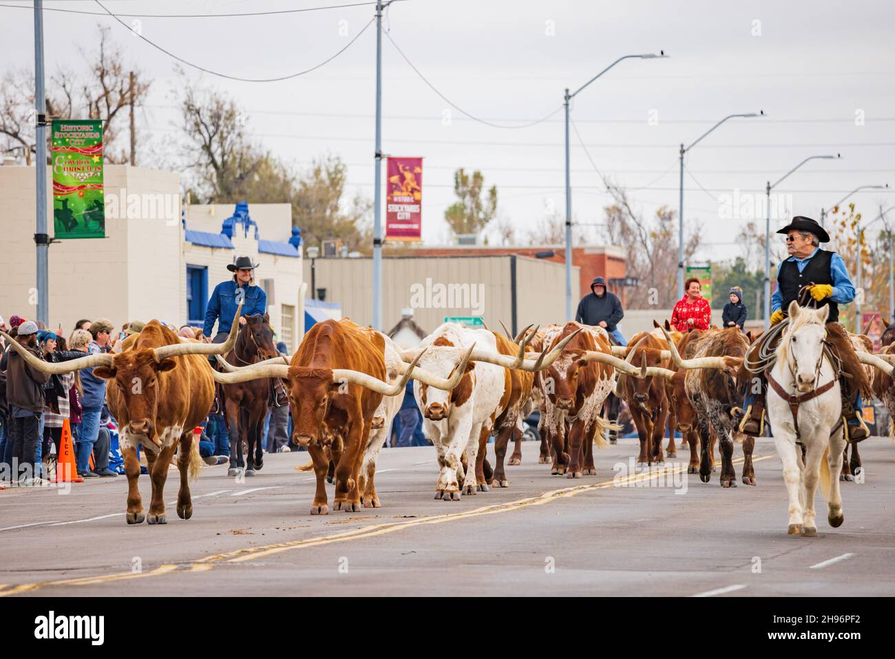 Oklahoma, DEC 4, 2021 - Longhorn walking in the Cowboy Christmas Parade ...
