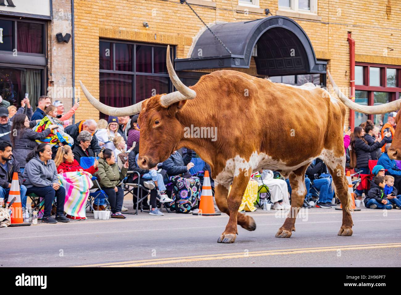 Oklahoma, DEC 4, 2021 - Longhorn walking in the Cowboy Christmas Parade ...