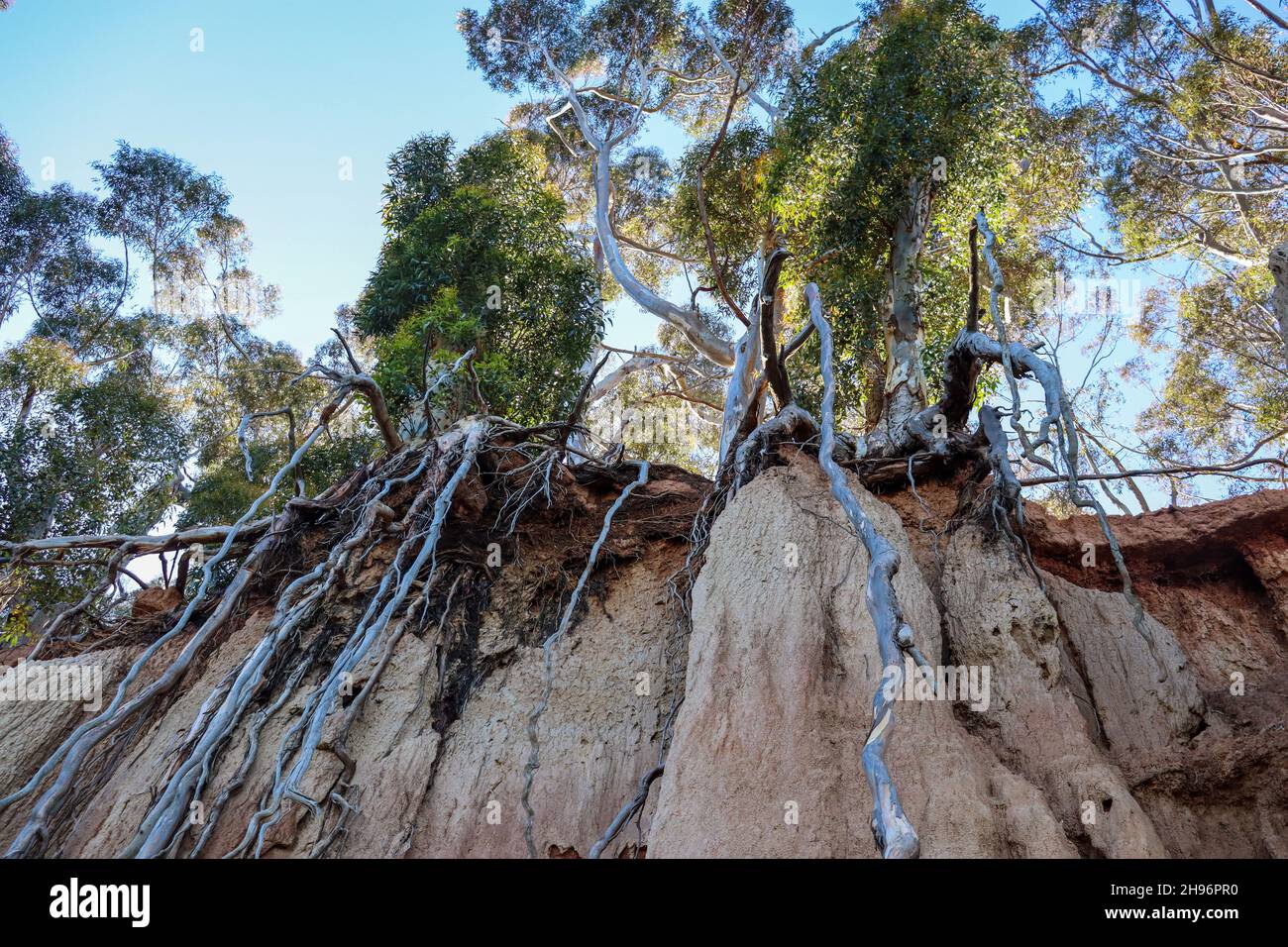 Tree roots on cliff banks in Melbourne, Australia Stock Photo - Alamy