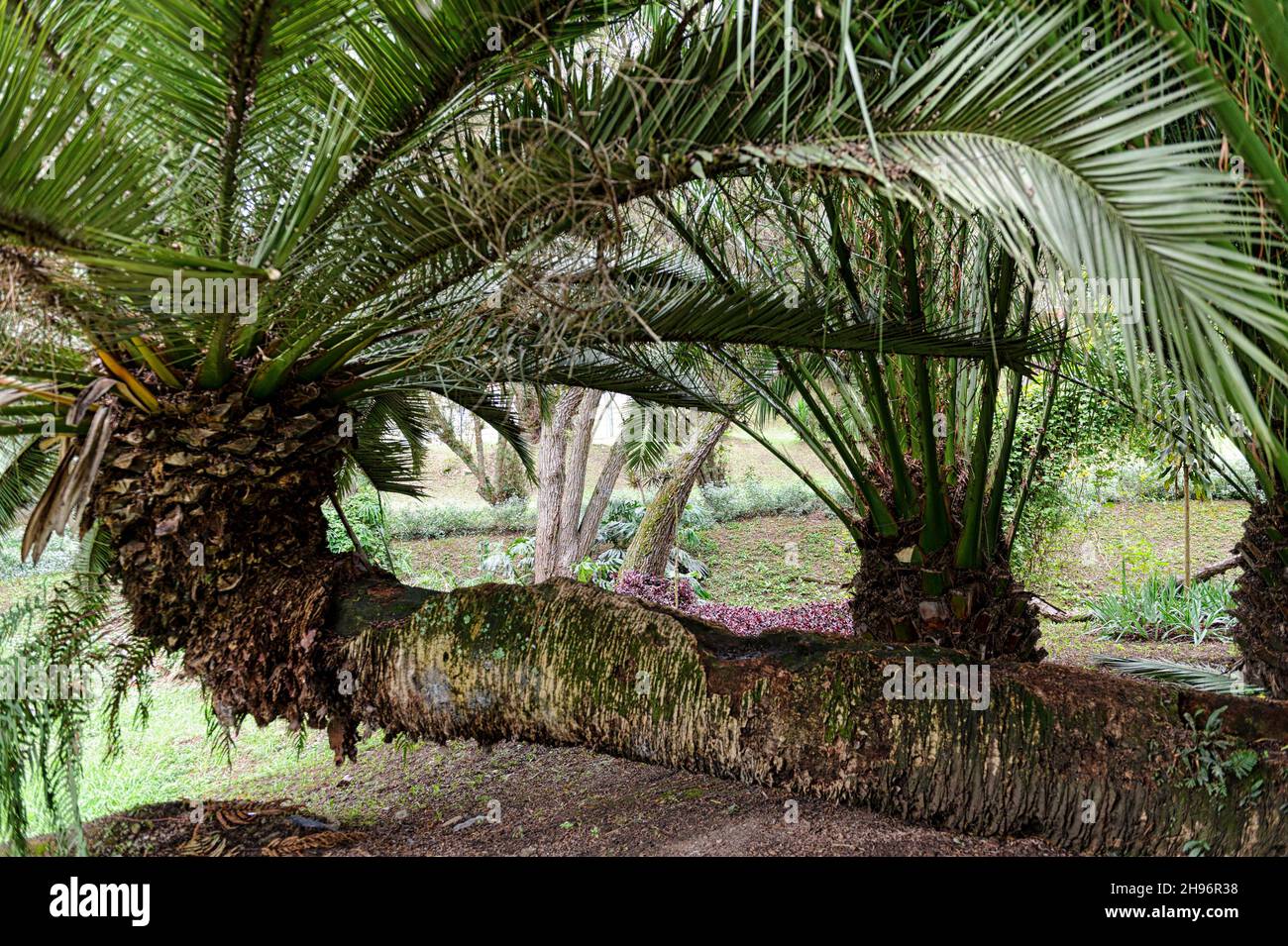 A palm tree in Ecuador growing horizontally Stock Photo - Alamy