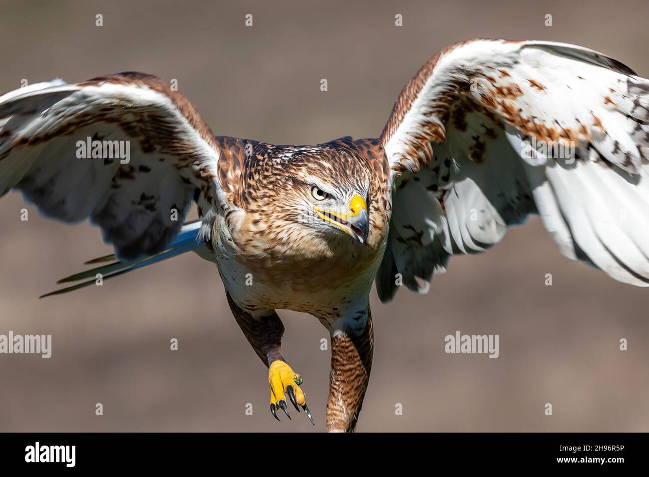 Closeup hawk taking flight hi-res stock photography and images - Alamy