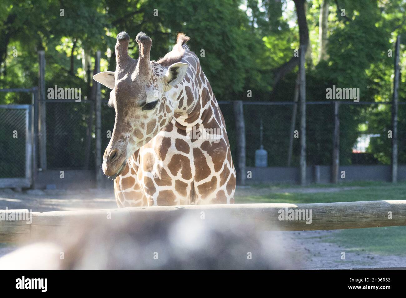 Beautiful shot cute giraffe hi-res stock photography and images - Alamy