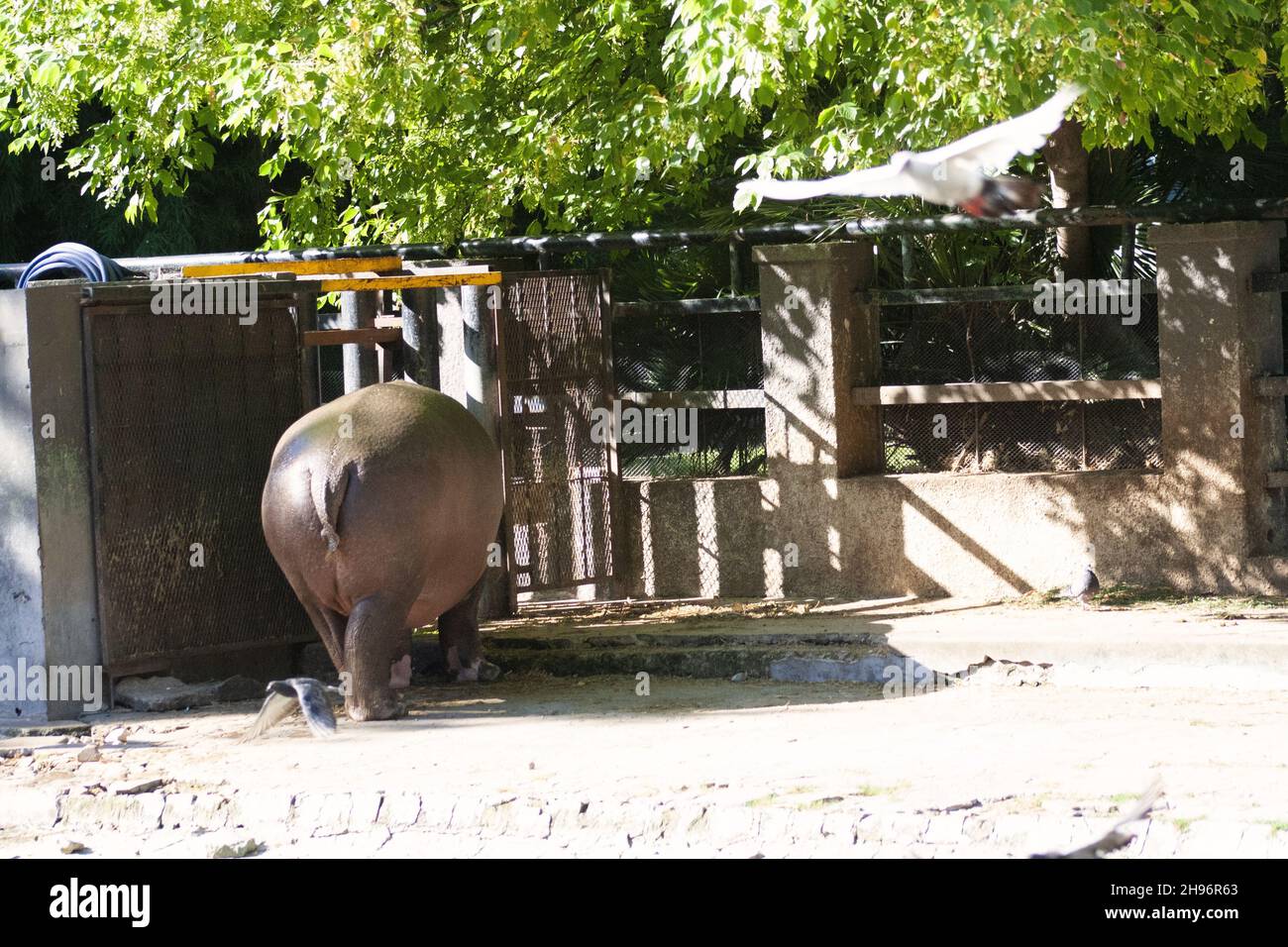 Back view of a hippopotamus at the zoo Stock Photo - Alamy