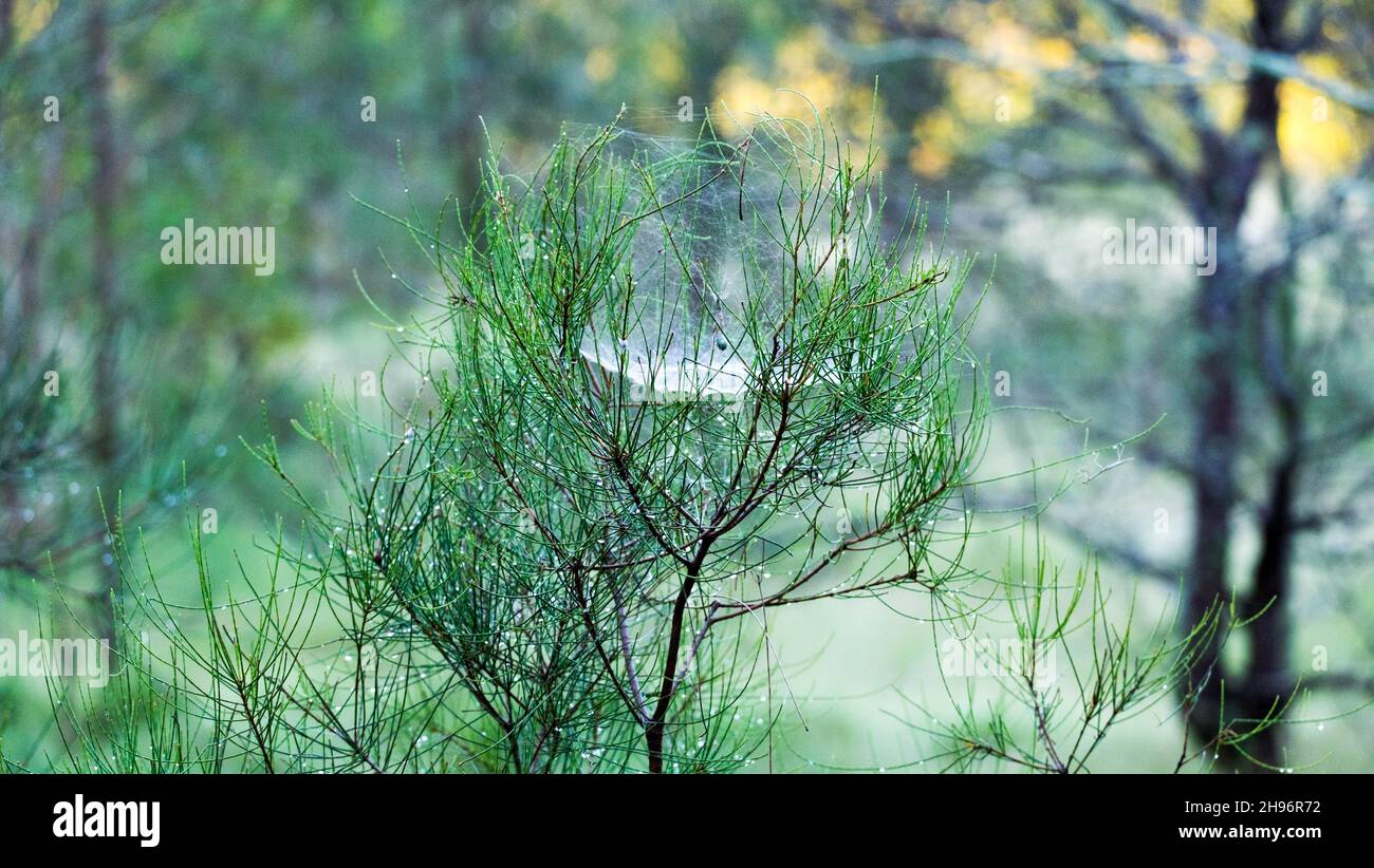 Silver spider webs hi-res stock photography and images - Alamy
