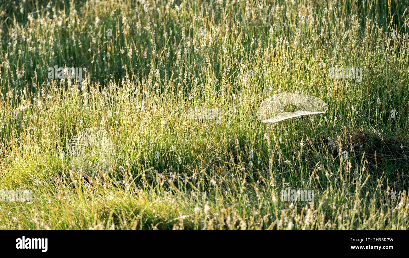 Gossamer spider hi-res stock photography and images - Alamy