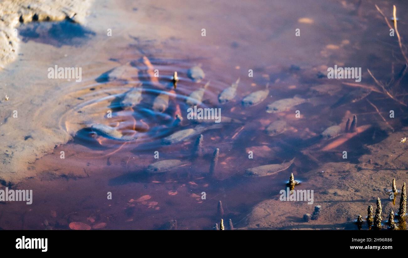 Bartail flathead - Platycephalus australis Stock Photo - Alamy