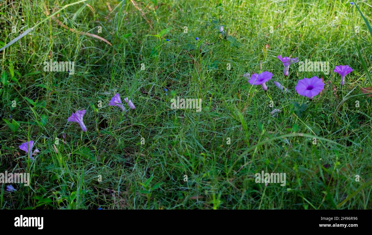 Ipomoea cairica - Railroad-creeper, or maybe a type of Morning Glory ...