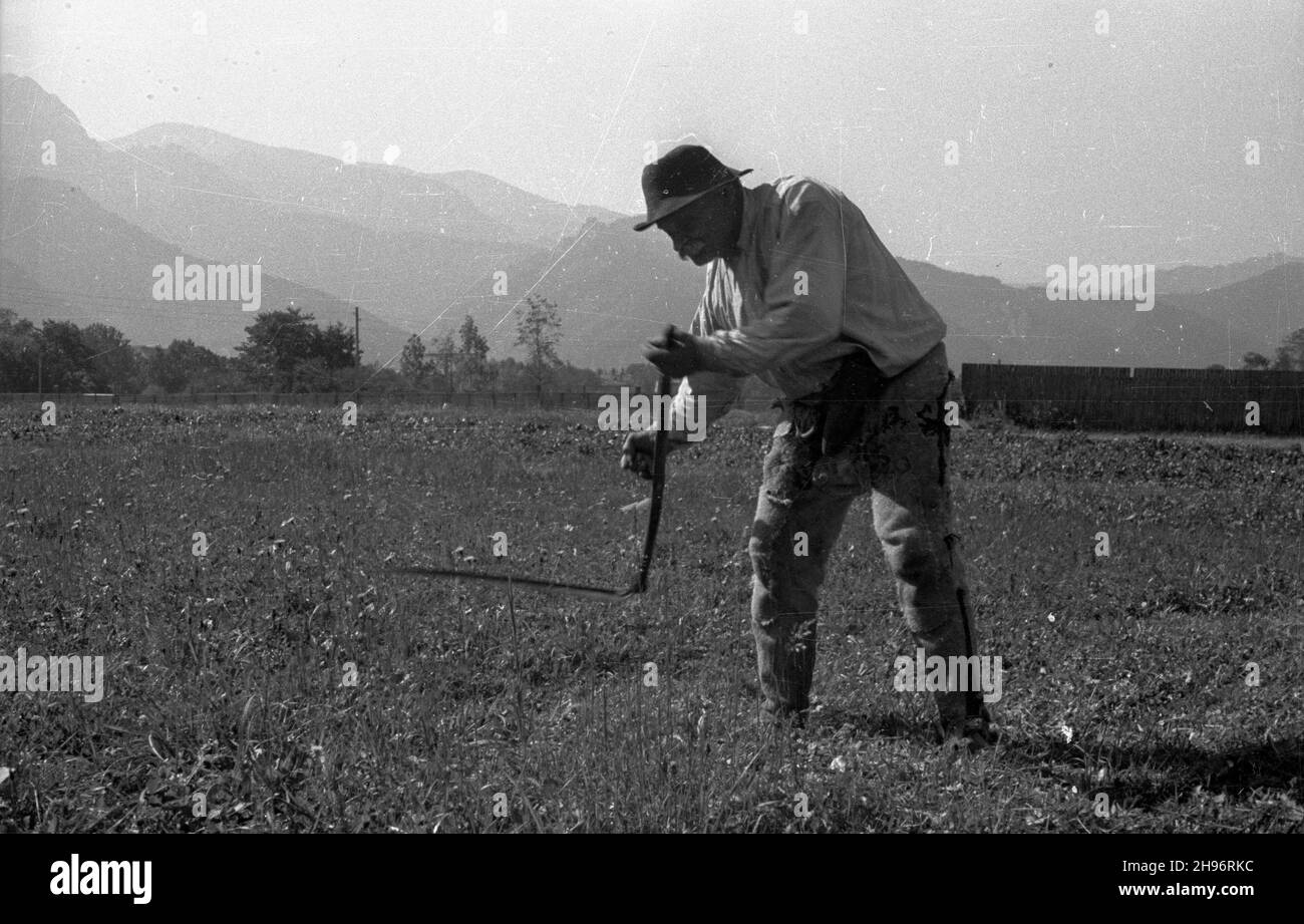 Zakopane, 1947-09. Sianokosy na Podhalu. Nz. góral przy koszeniu trawy ...