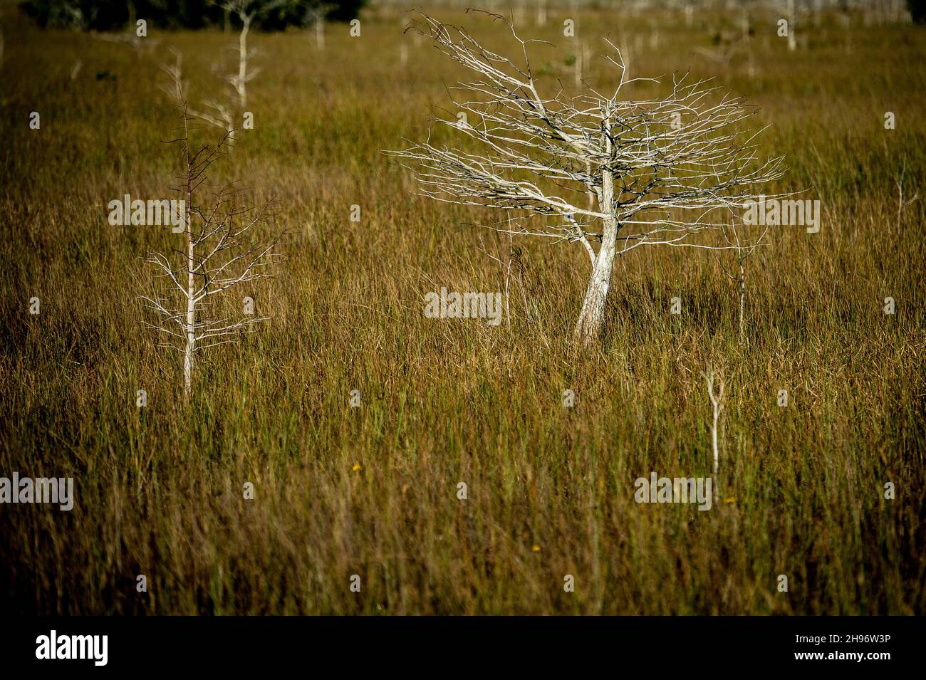 The dry trees in everglades national park Stock Photo - Alamy
