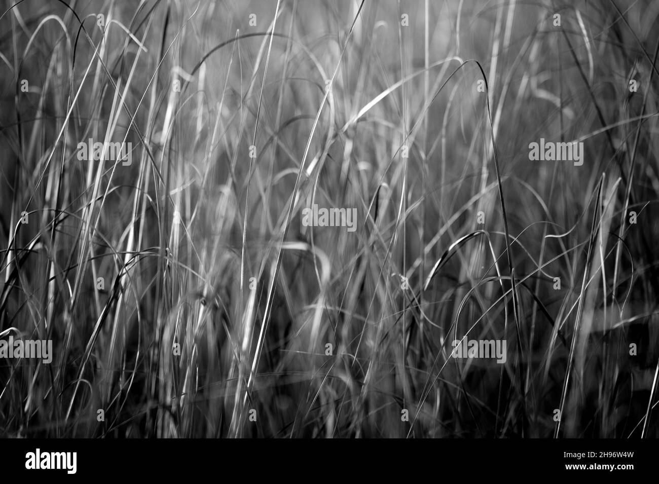 A grayscale of grass in everglades national park Stock Photo - Alamy