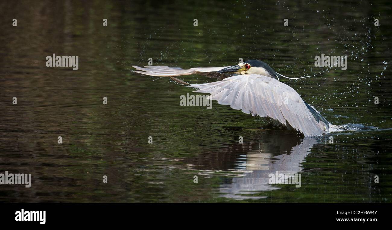A coastal bird flying over water in everglades national park Stock ...