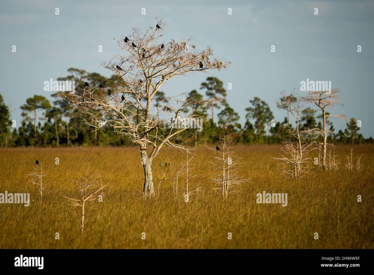 The dry trees in everglades national park Stock Photo - Alamy