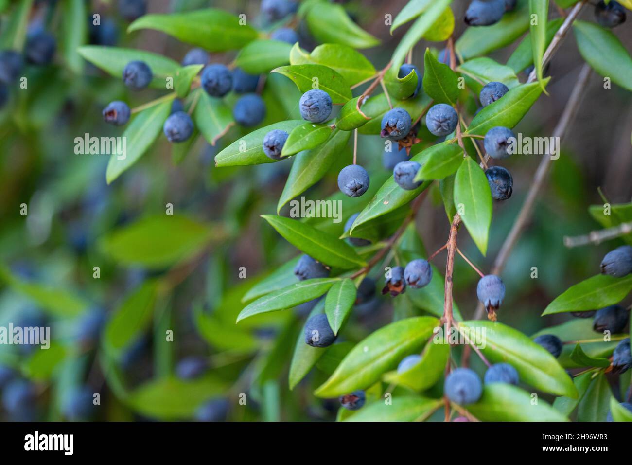 A selective closeup of northern highbush blueberry (Vaccinium ...