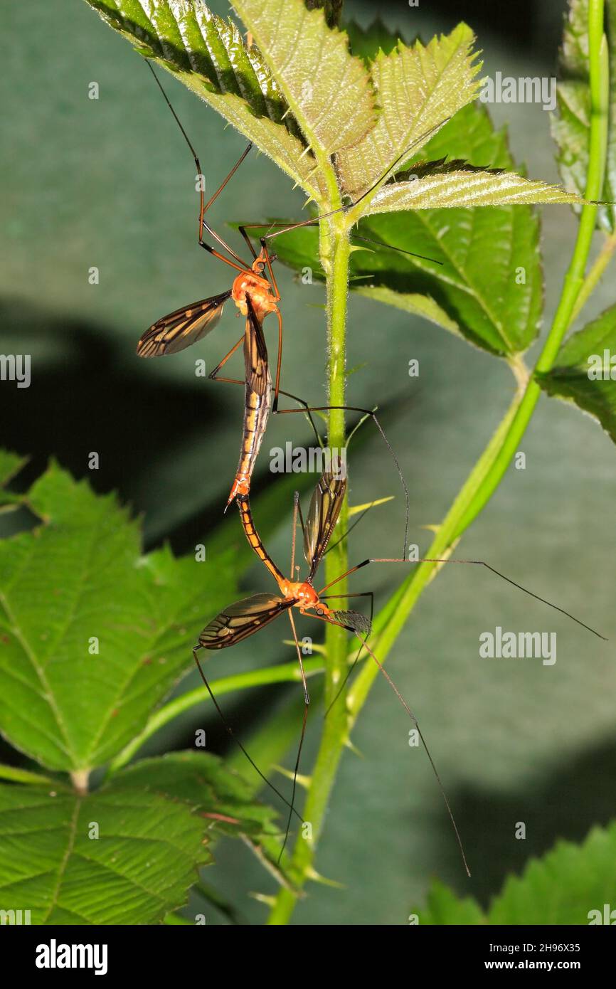 Crane flies, Ptilogyna ramicornis. Pair of Crane flies mating. Coffs ...