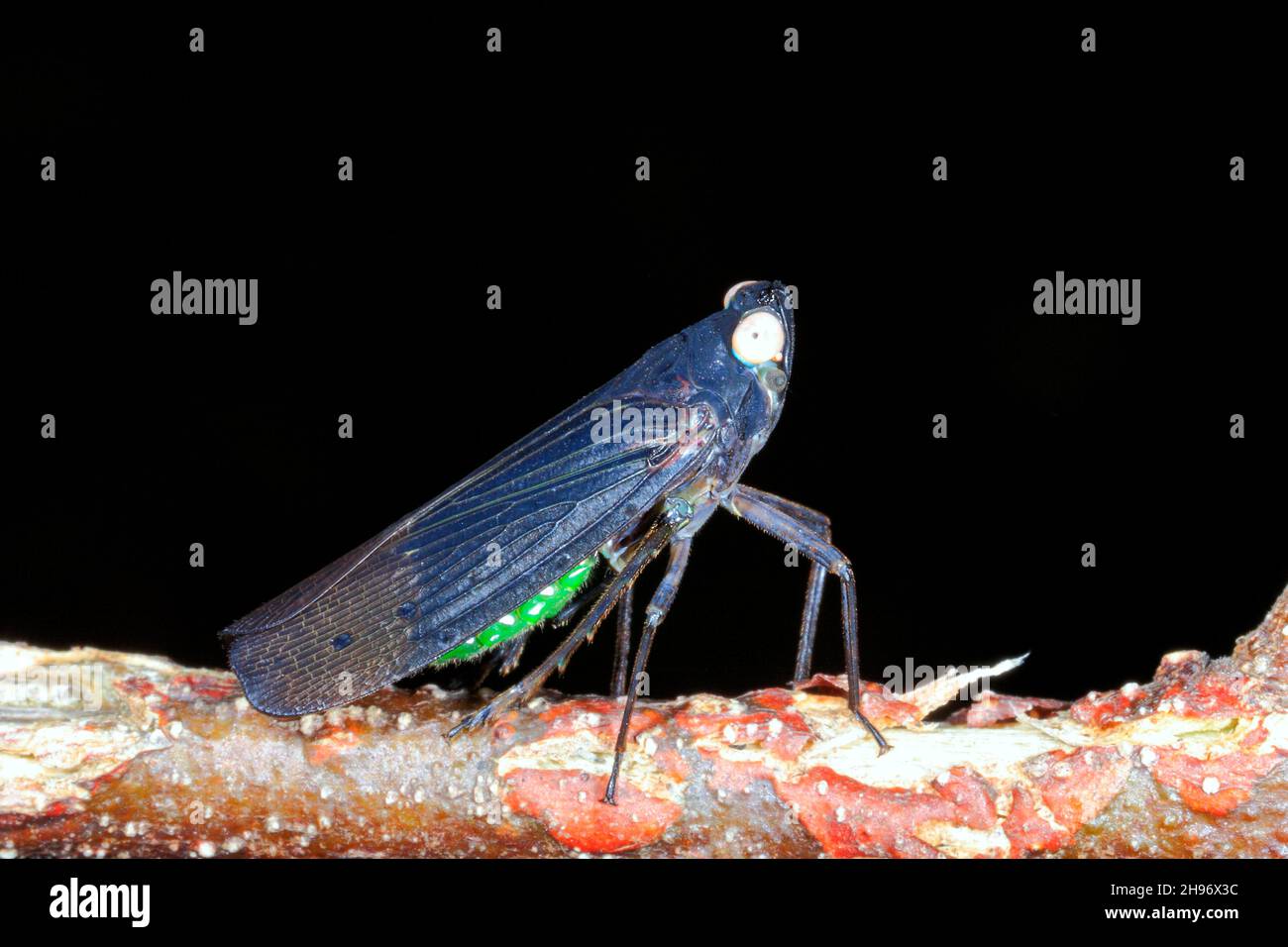 Fulgorid planthopper, Desudaba aulica.Possibly Green and Black ...
