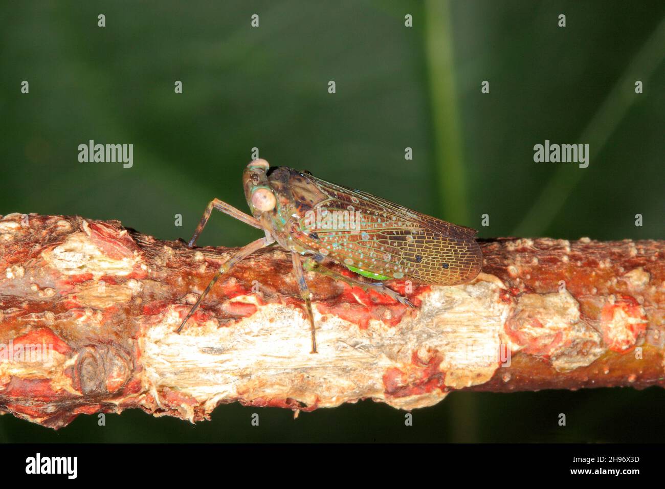 Australian lanternfly hi-res stock photography and images - Alamy