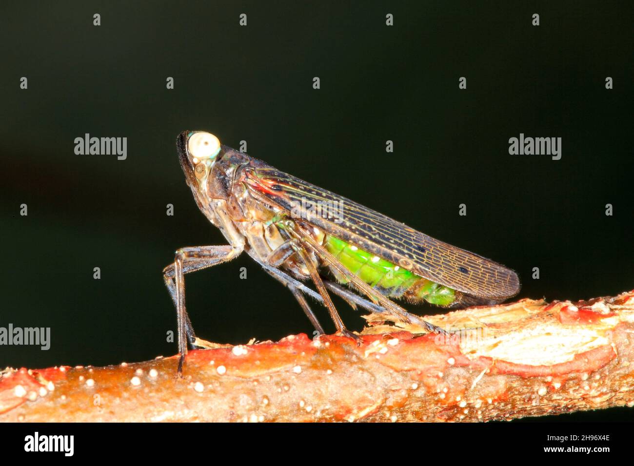 Planthopper hi-res stock photography and images - Alamy