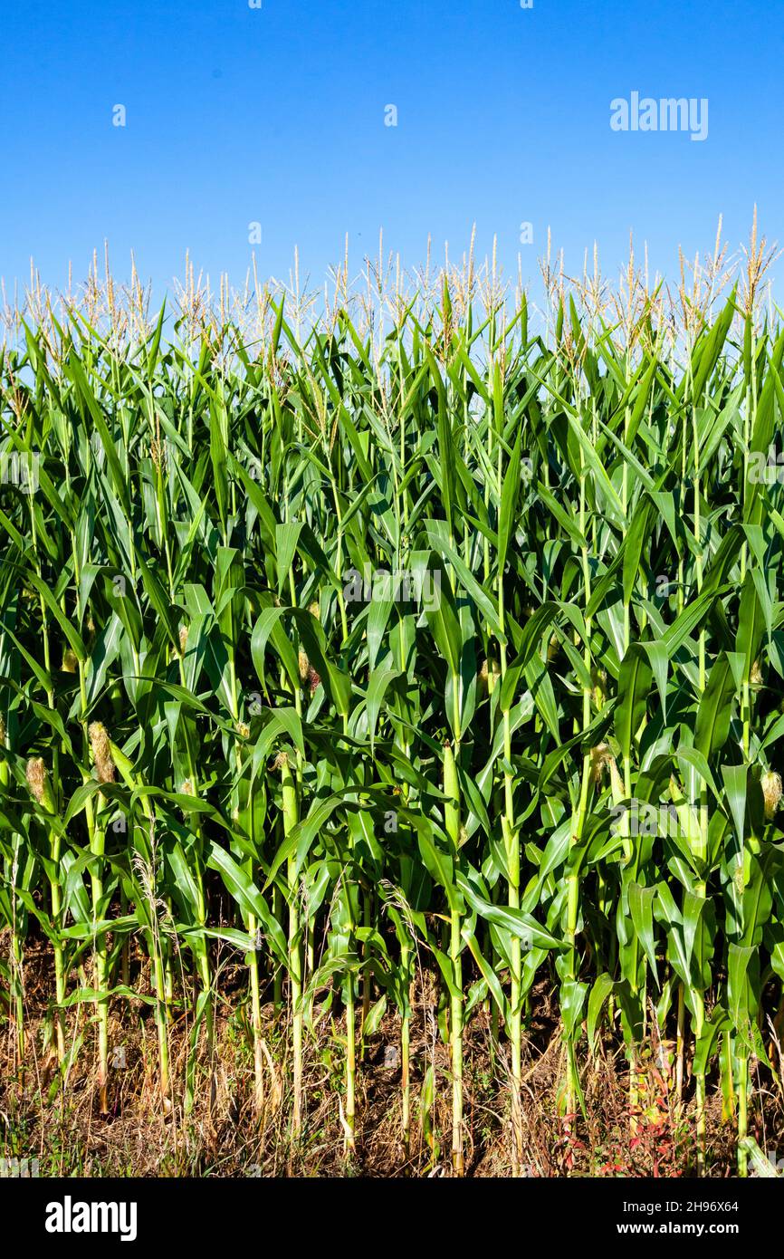 Wisconsin cornfield in August with a blue sky, vertical Stock Photo - Alamy