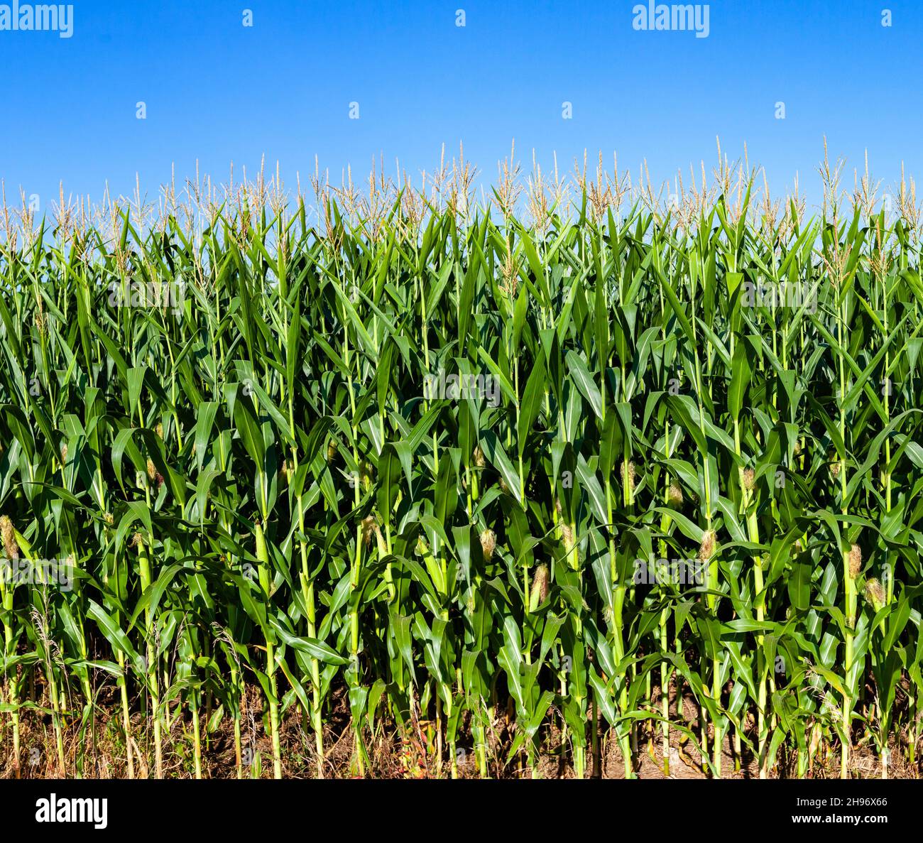 Wisconsin cornfield in August with a blue sky, horizontal Stock Photo ...