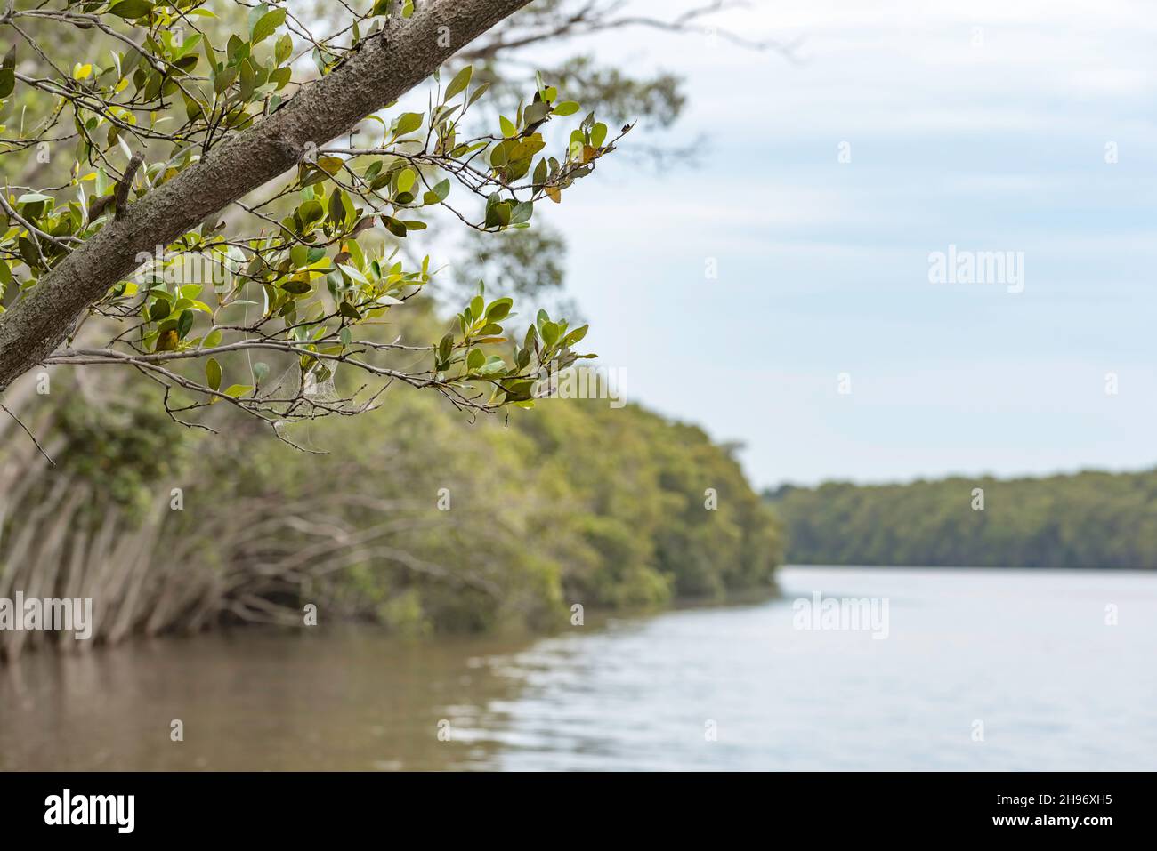 Grey Mangrove trees (Avicennia marina variety australasica) at high ...