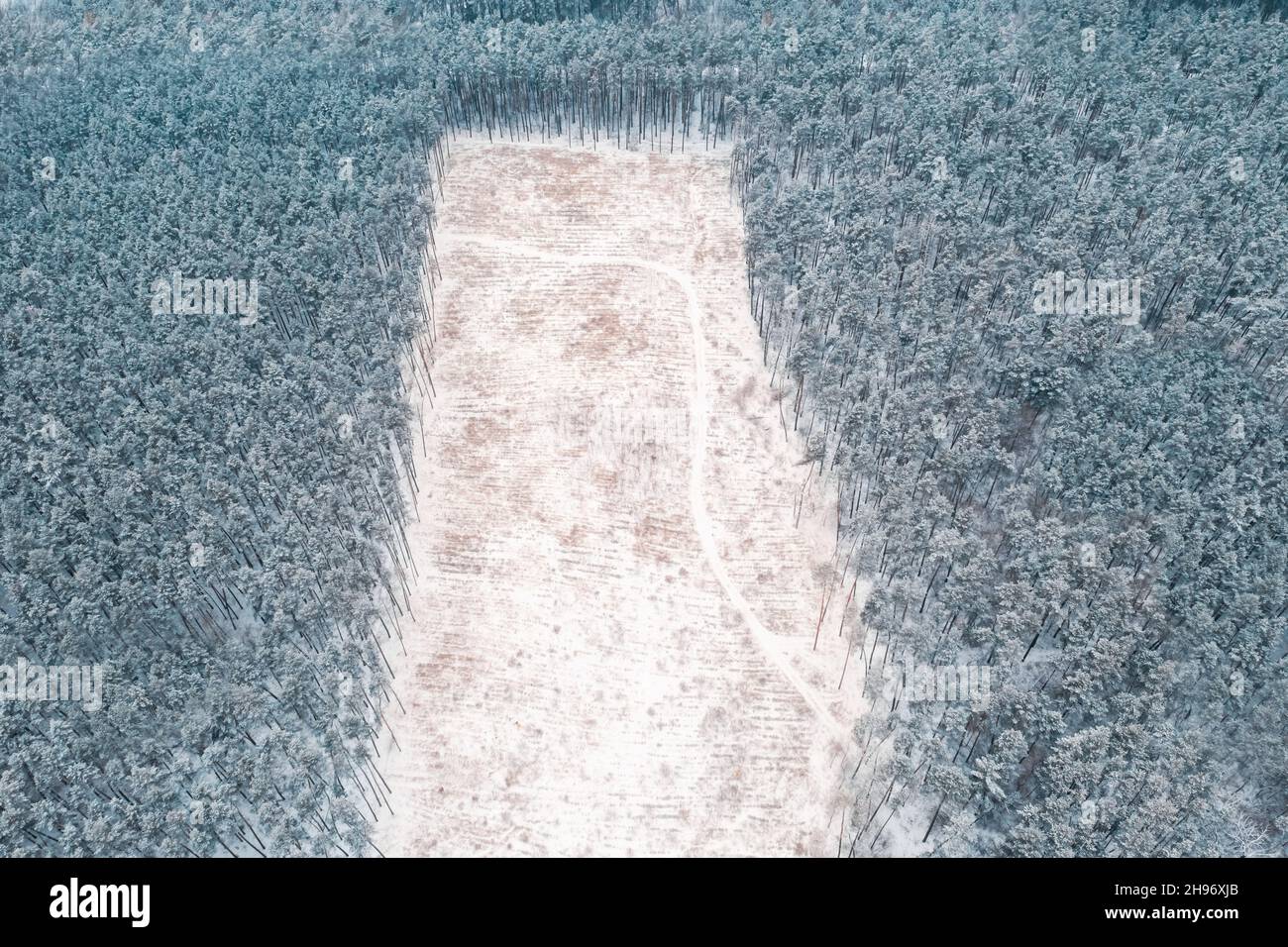Plot without trees in a pine forest in winter: felled area of forest in ...