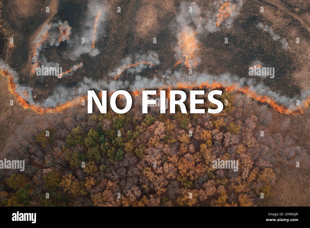 A strip of Dry Grass sets Fire to Trees in dry Forest: Forest fire ...