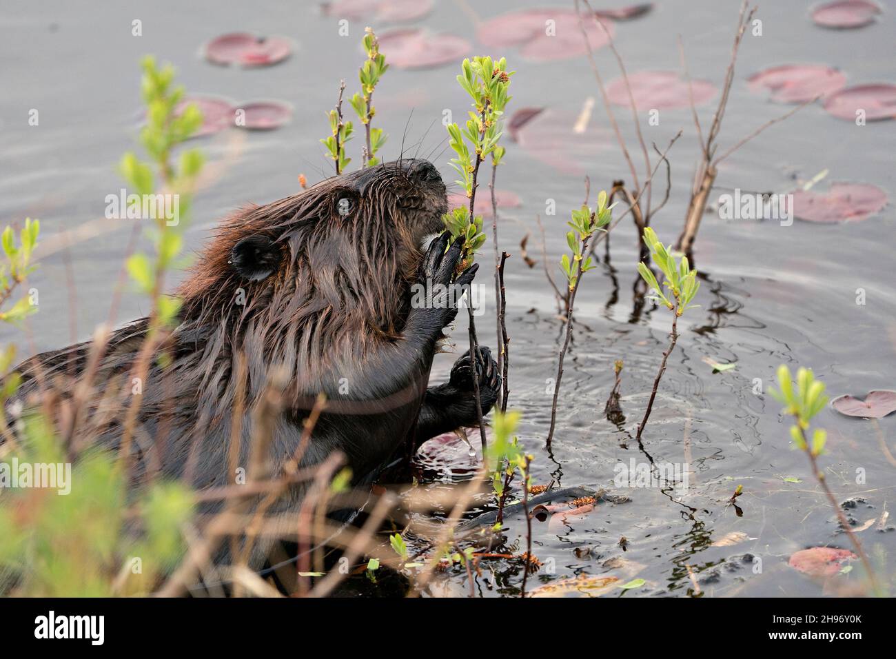 Beaver close-up profile side view head shot with water and water lily ...
