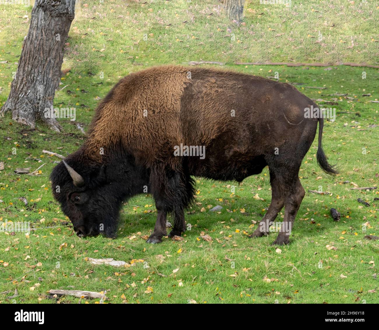Bison close-up side view walking and foraging in the field with a blur ...