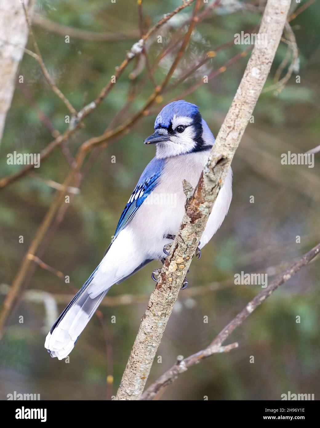 Blue Jay bird close-up, perched on a branch with a blur forest background in the forest ...