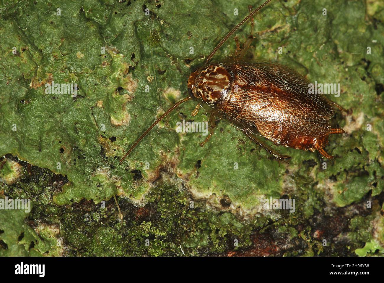 New Zealand wood cockroach (Ornatoblatta maori Stock Photo - Alamy