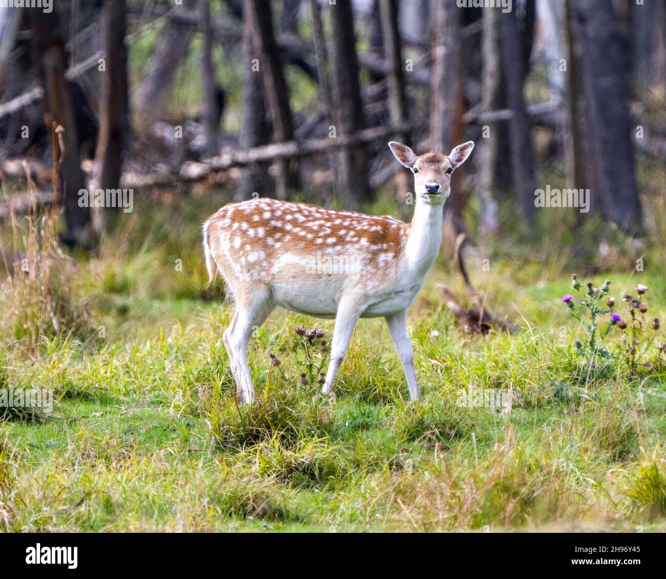 Fallow deer looking at camera in the field with grass and trees ...