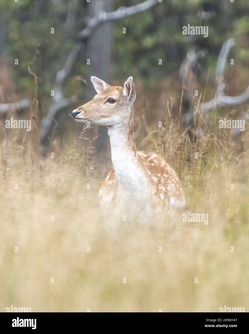 Fallow Deer close-up head shot profile view, with a blur foreground and ...