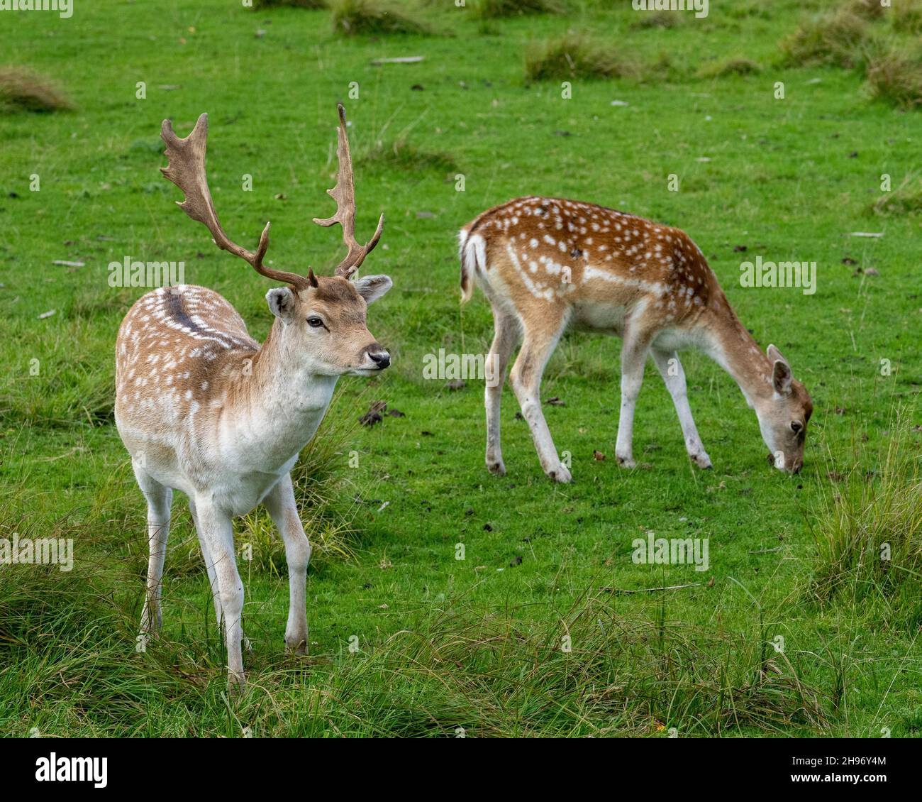 Deer Fallow male and female foraging in the field in their environment ...