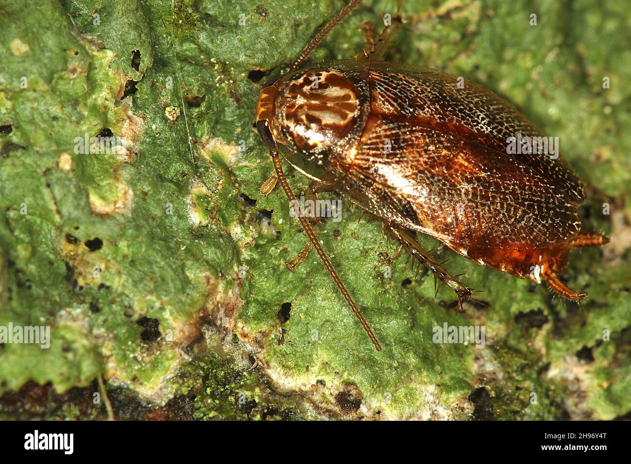 New Zealand wood cockroach (Ornatoblatta maori Stock Photo - Alamy