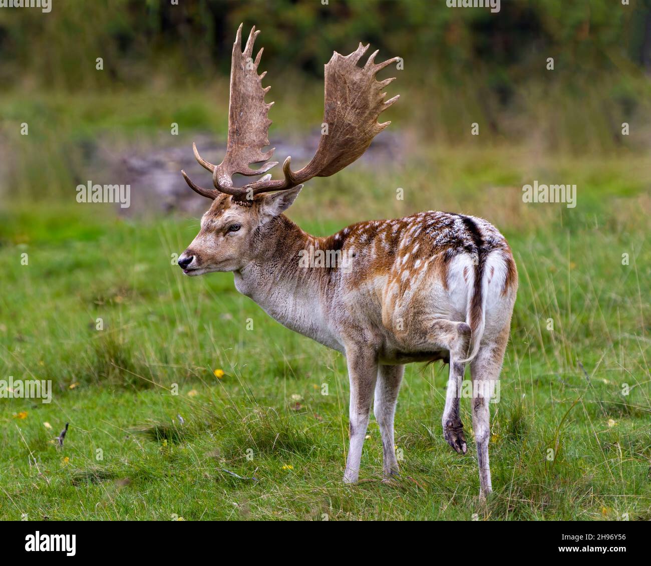 Fallow Deer close-up side profile in the field with a blur background ...