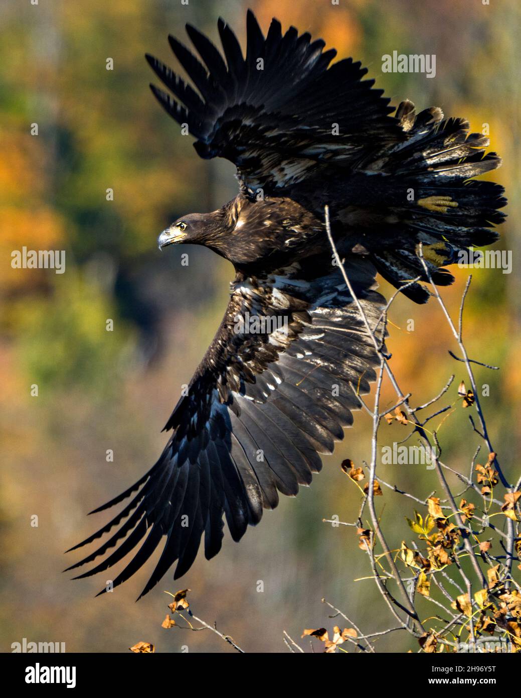 Juvenile Bald Eagle flying over tree branches with a autumn blur ...