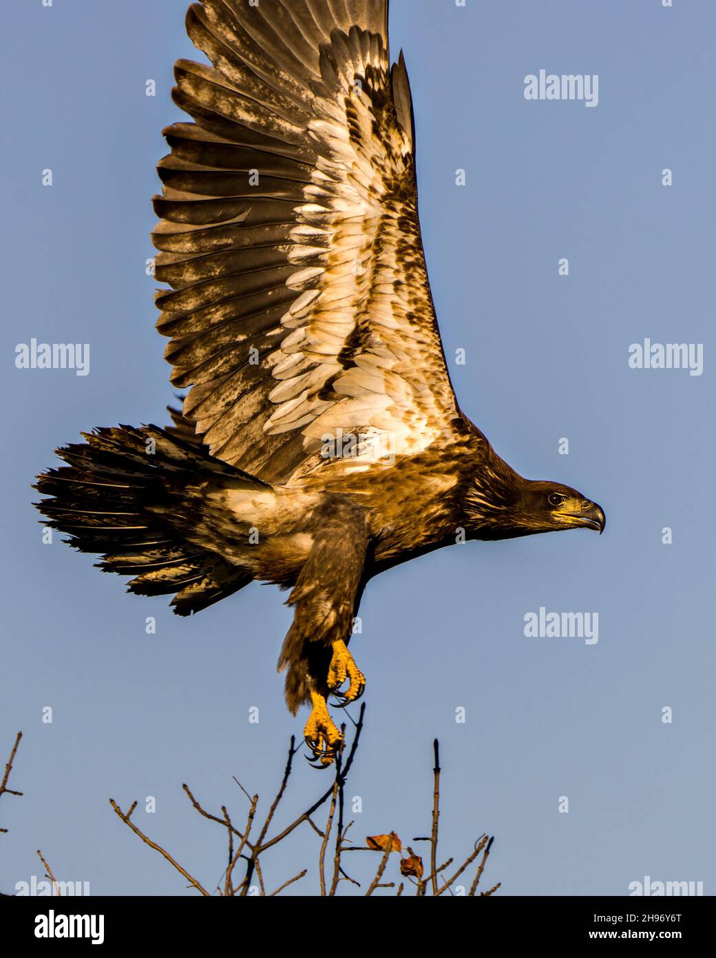 Juvenile Bald Eagle flying with a blue sky background in its ...