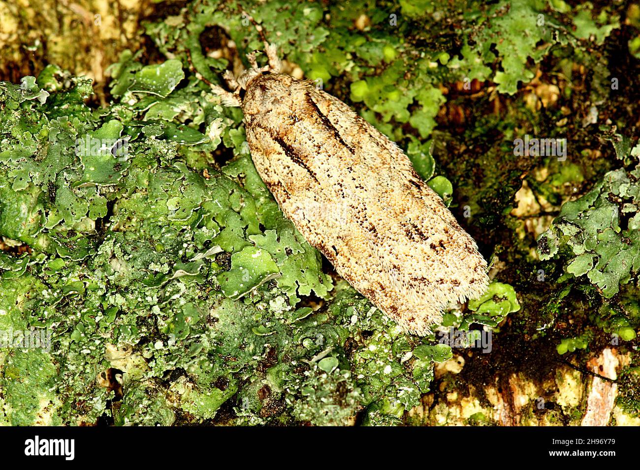 New Zealand timber moth (Izatha attactella) on lichen covered tree ...