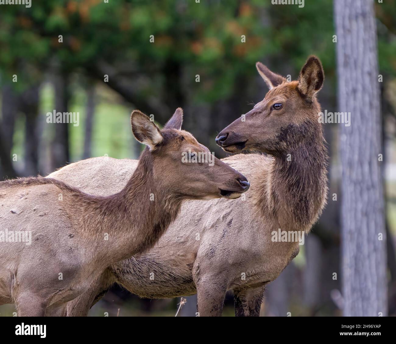 Elk female couple head close up in the field with a blur forest ...