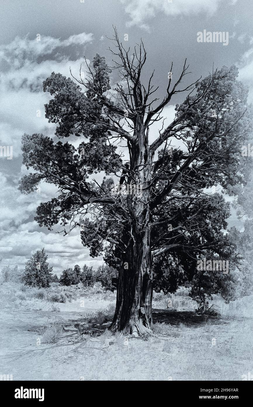 Juniper Trees in the Badlands of Oregon Stock Photo - Alamy